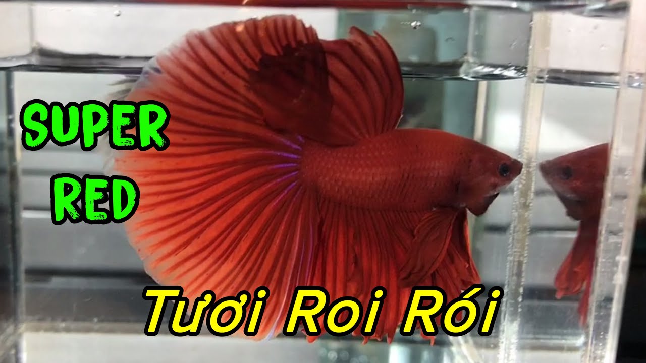 Đợt cá Betta đẹp| Betta Halfmoon SUPER RED tại Super Betta - YouTube