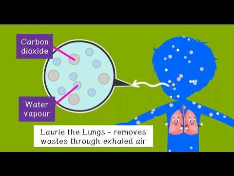 human excretory system, lungs and skin#animated #animation - YouTube