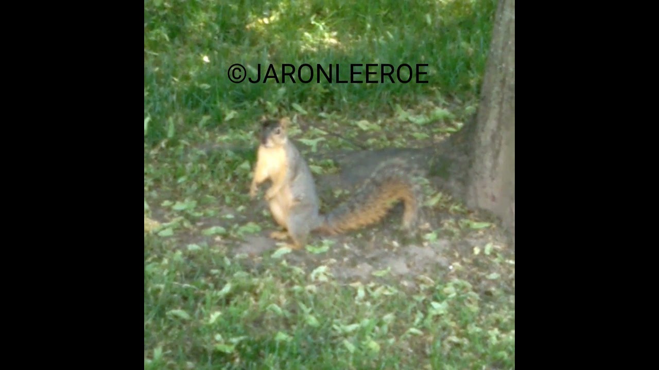 Dramatic Squirrel 🐿 - YouTube