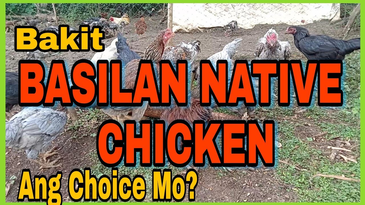 BAKIT BASILAN NATIVE CHICKEN ANG CHOICE MO? - YouTube