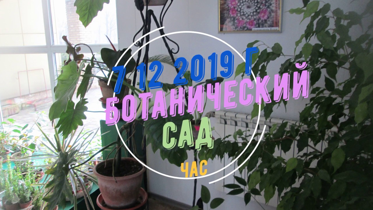 7 12 2019 Ботанический сад часть 1 - YouTube