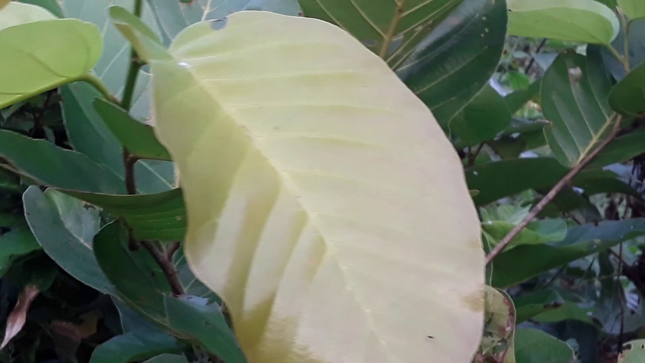 গজারী বৃক্ষ| শাল বৃক্ষ| Sekula tree| Shal tree - YouTube