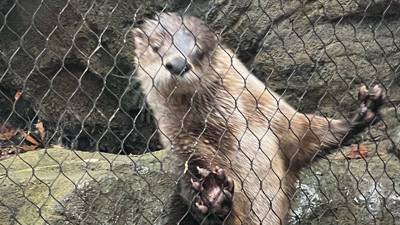 Otter Training - YouTube