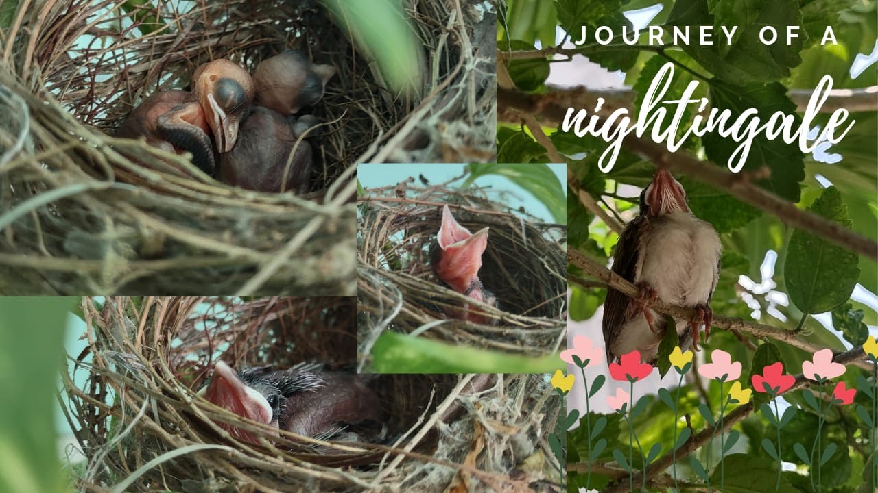 Journey of a nightingale | from hatching to the first flight | - YouTube