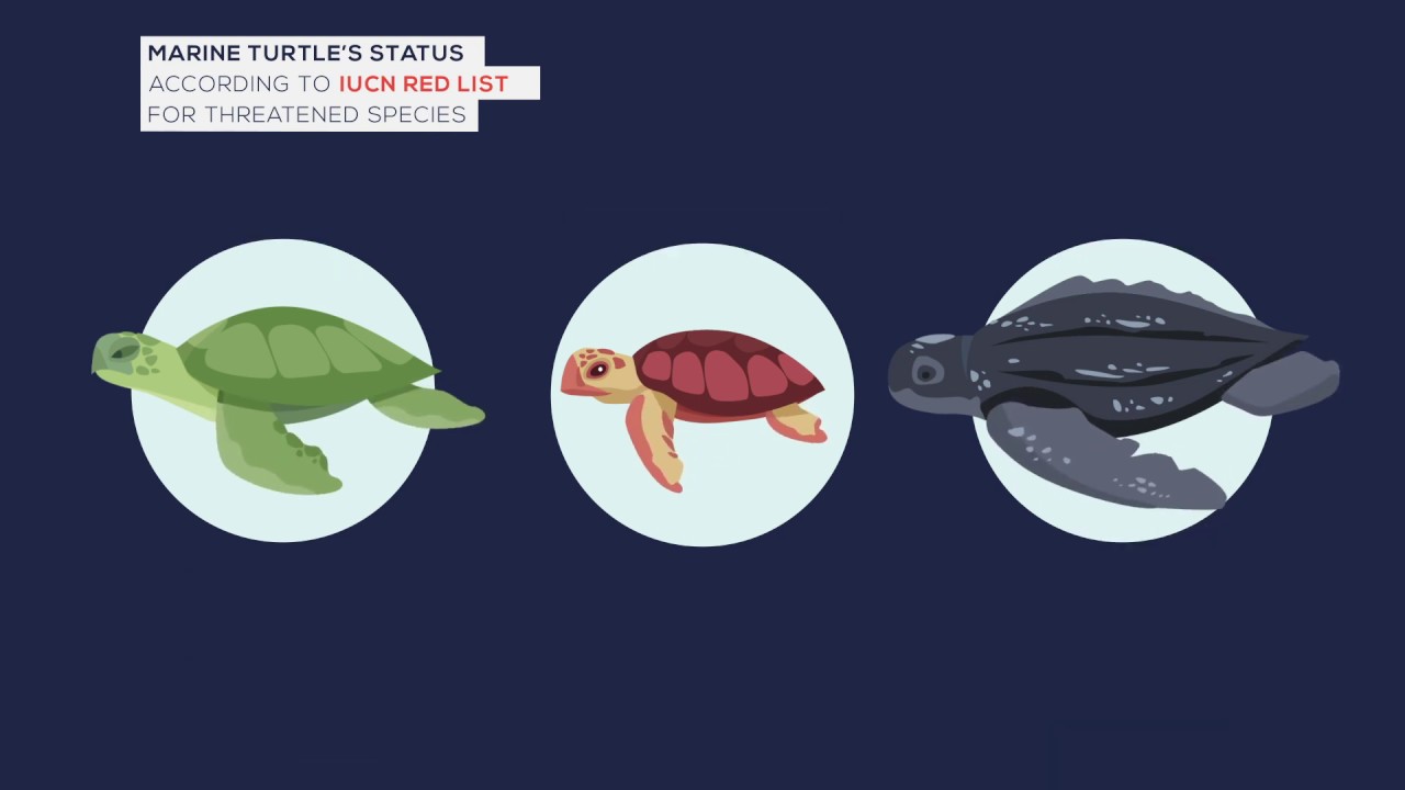 Video: Conservation of Marine Turtles in the Mediterranean Region - YouTube