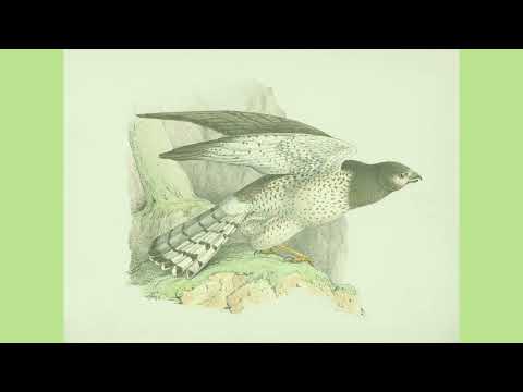 Digital Art – TV Art – Screensaver - Natural History of Birds – with meditative music & birdsong