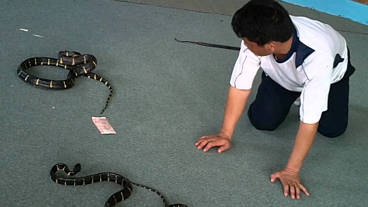 Phuket, Thailand snake show - YouTube