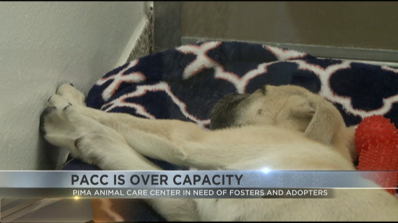 PACC is over capacity: In need of adoptions and foster homes - YouTube