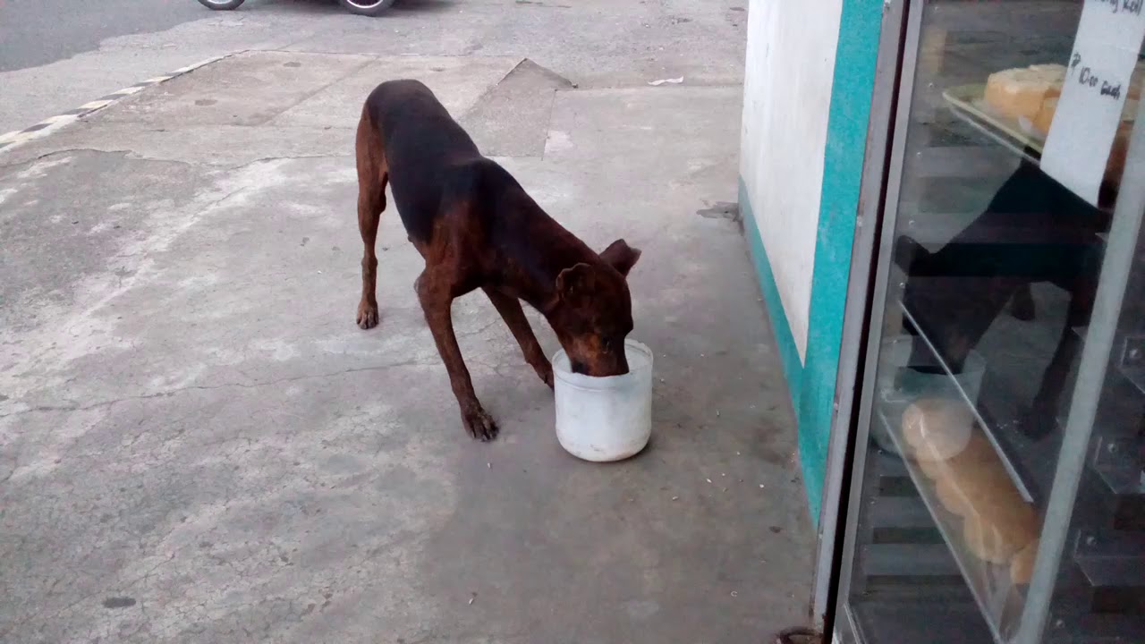 Bagumbayan Hungry Dog,San Jose,Antique Province,Philippines - YouTube