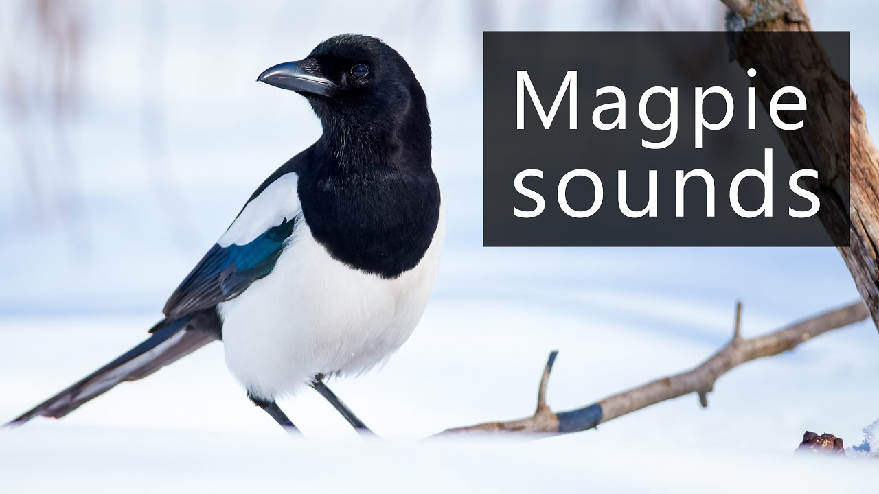 Magpie sounds - YouTube