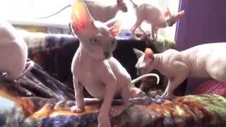Nocoatkitty Cattery Blue Eyed Sphynx Cats