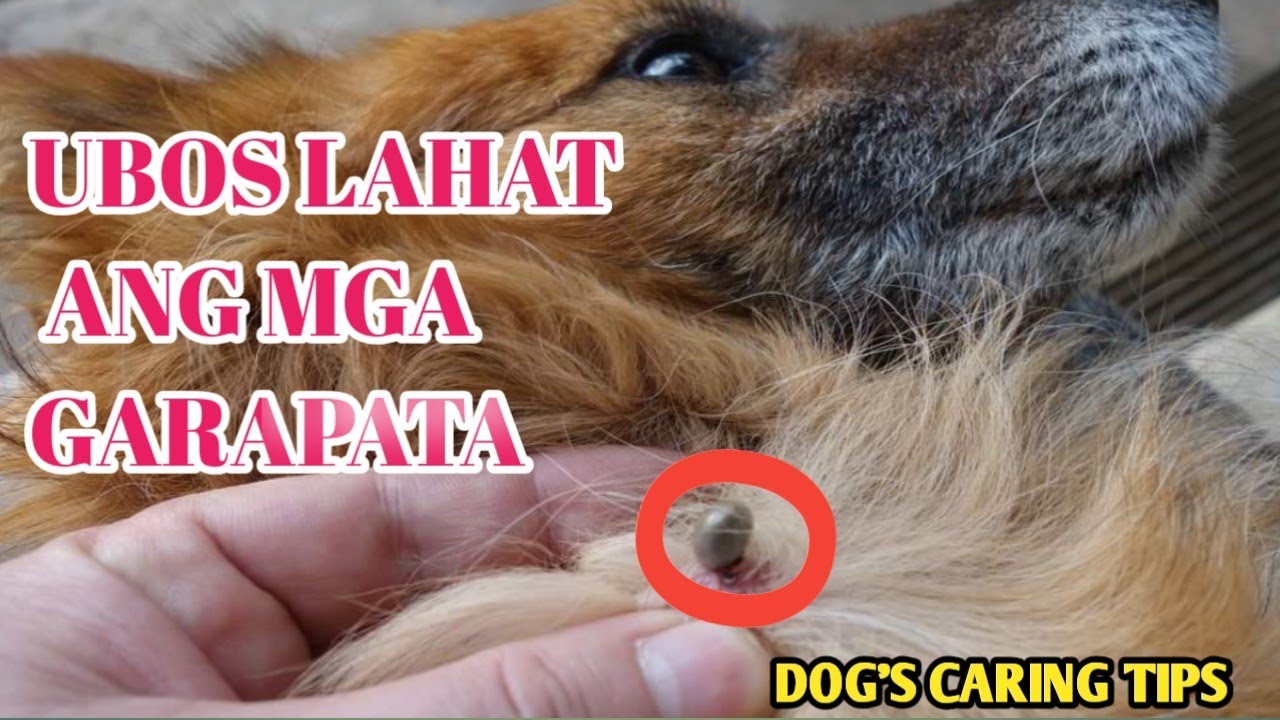 PINAKA MABISANG PANTANGAL NG GARAPATA NG ASO | RABIYA AND WRECKER ...