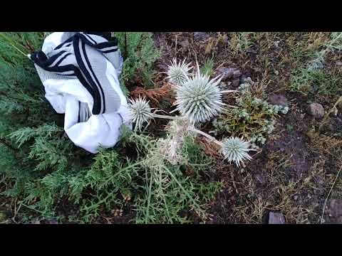 bu bir böcek mi yoksa nadir bulunan bir arı türü mü? bilemedik