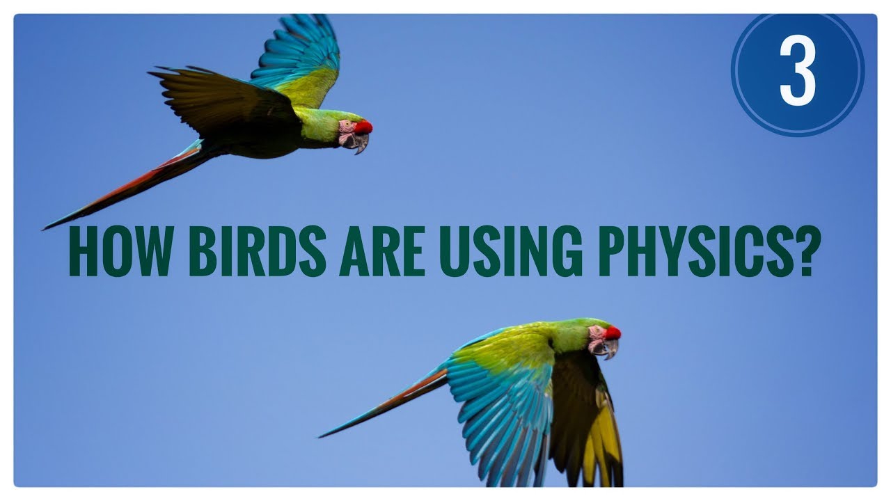 10th standard physics | Newton's third law |How birds are using physics ...
