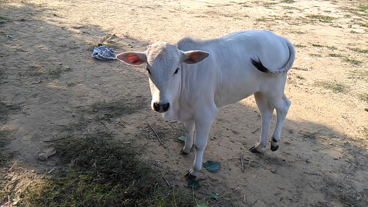 Most funny Cute child n calf fun - YouTube