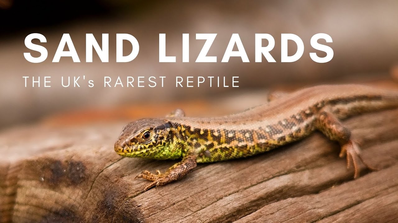 Looking for the UKs RAREST Lizard! | Rewilding Sand Lizards | Nature ...