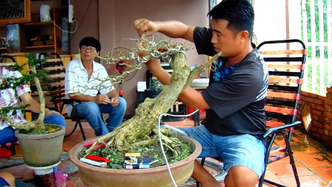 bonsai tree demo amazing - YouTube