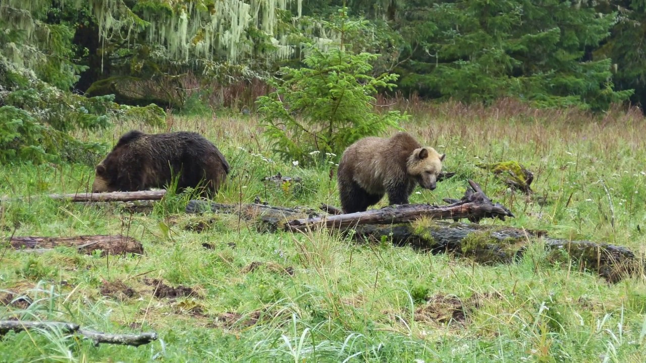 2016 Tide Rip Grizzly Bears Adventures - YouTube