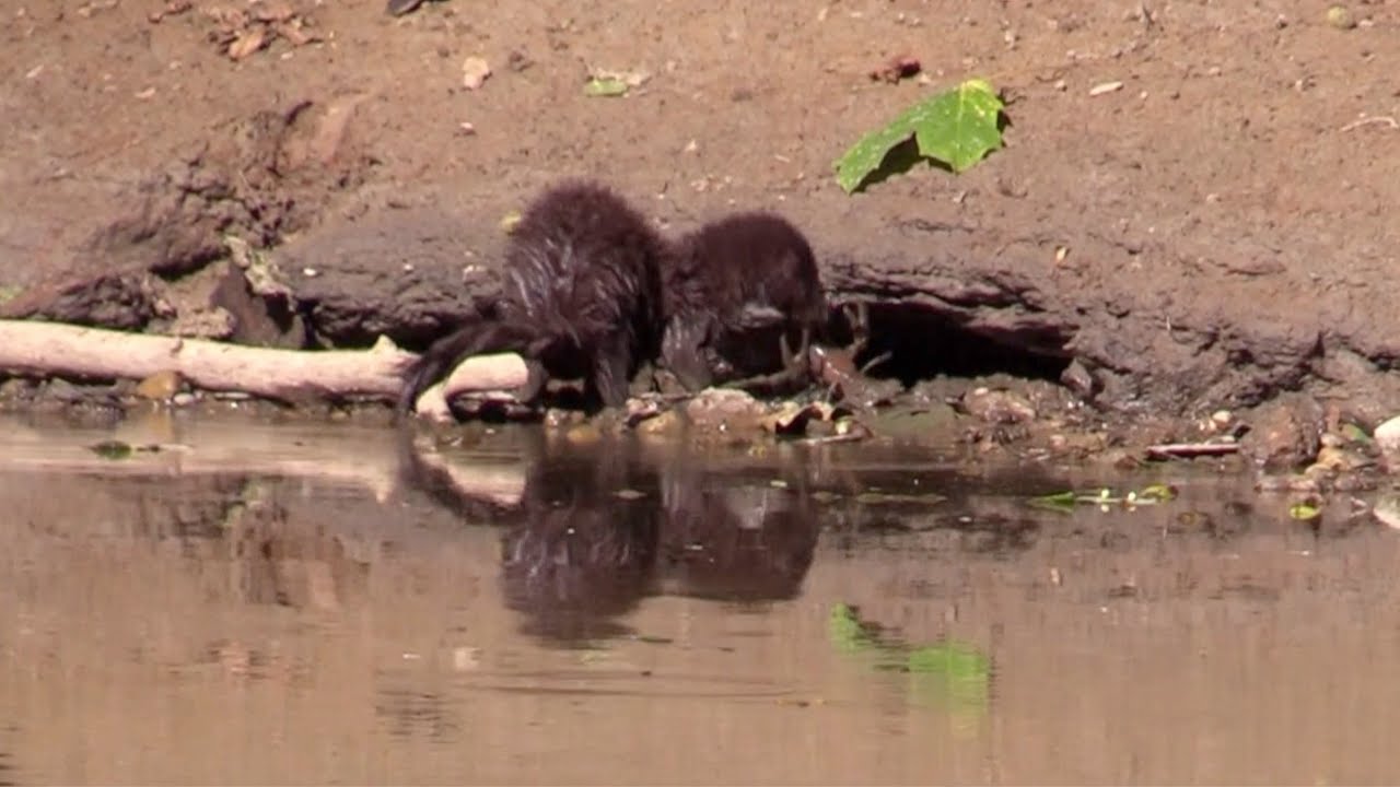 Mink hunting and eating crayfish - YouTube