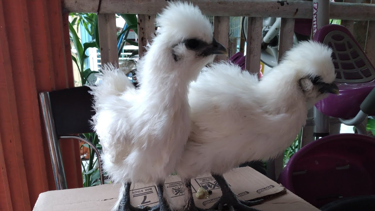 Back Yard Farming | Sold Silkie Chicken Compilation 2020 | Banz key ...