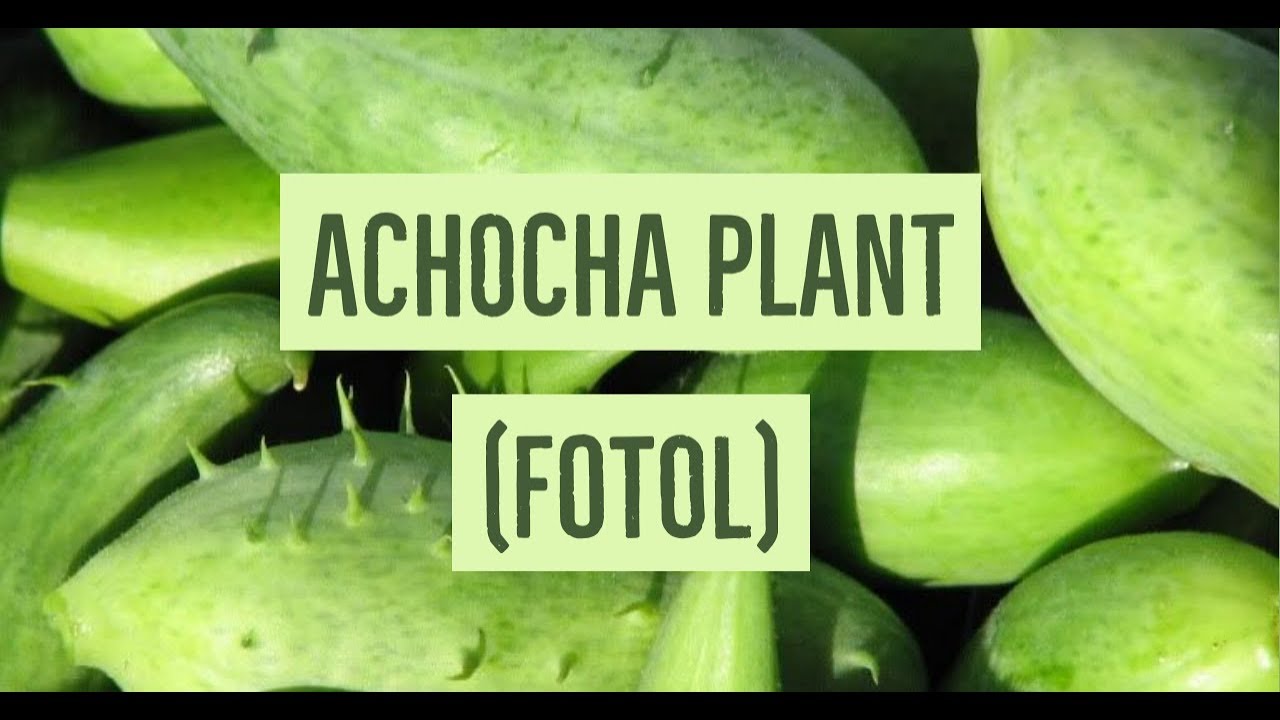 Unlocking the Secrets of the Achocha Plant - YouTube
