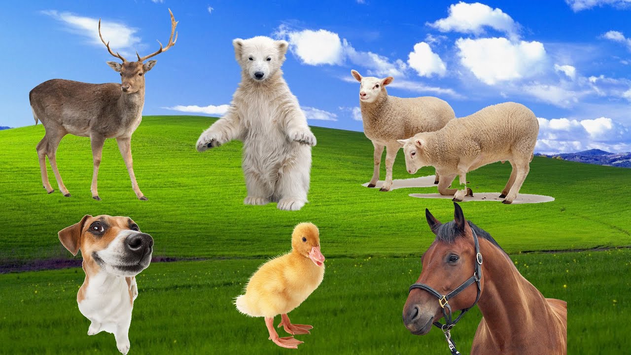 Animal unknowns - monkeys, elephants, giraffes, bears, cows, tigers ...