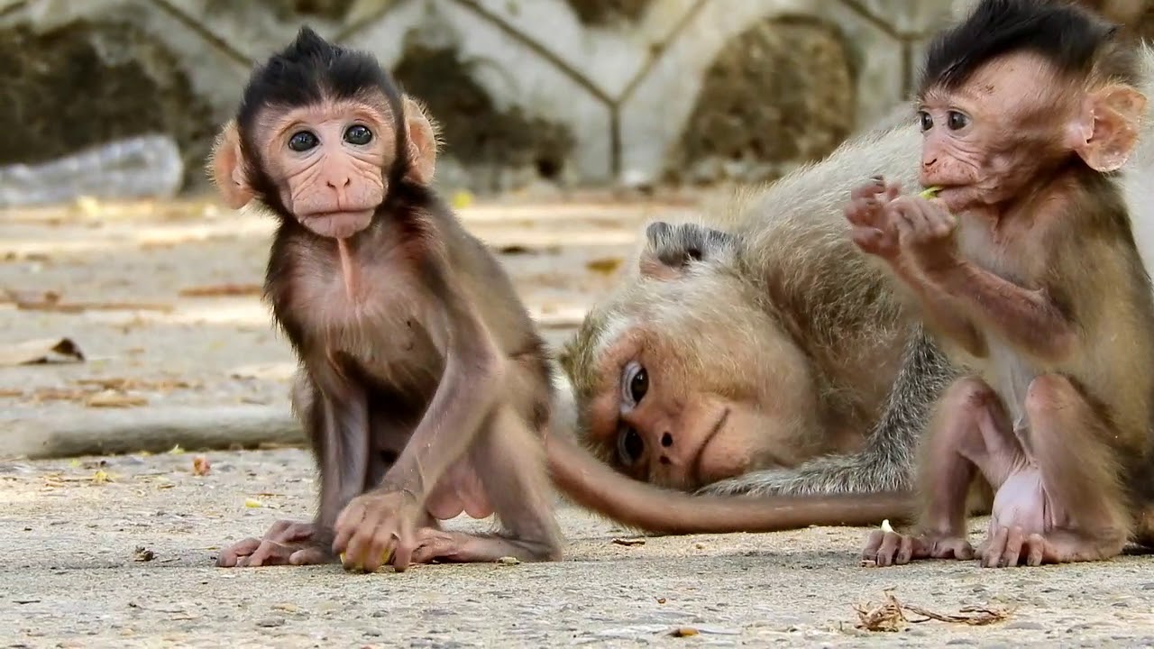 OMG! Grandma Baby Monkey, Martin She was so tired that she fell to the ...