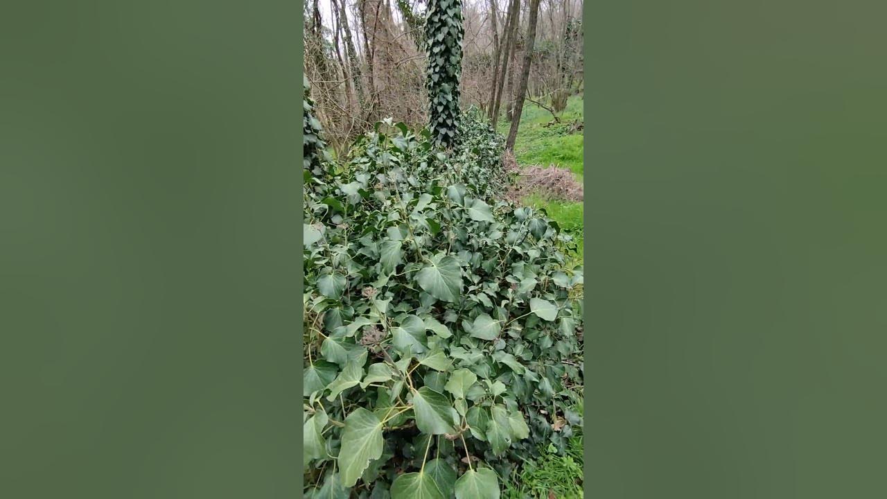 вечнозелёный плющ в весеннем лесу #plants - YouTube