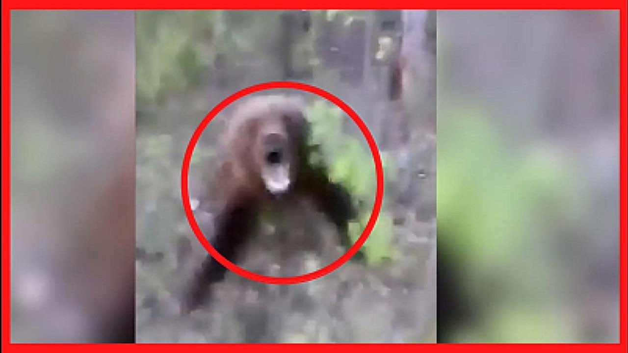 MOST SCARY ATTACKS WITH GIANT BEARS | Claws Animals - YouTube