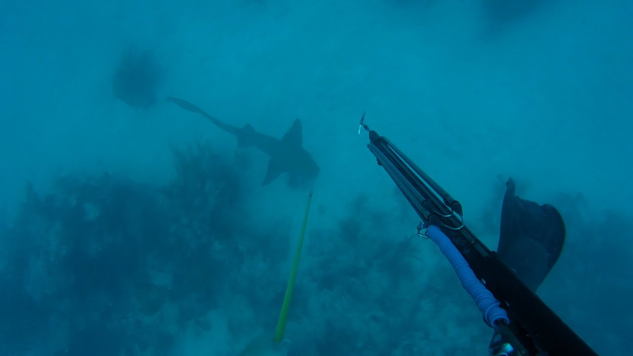 Diving Yellowtail Snapper Bottom and Finding Sharks and Anchors - YouTube