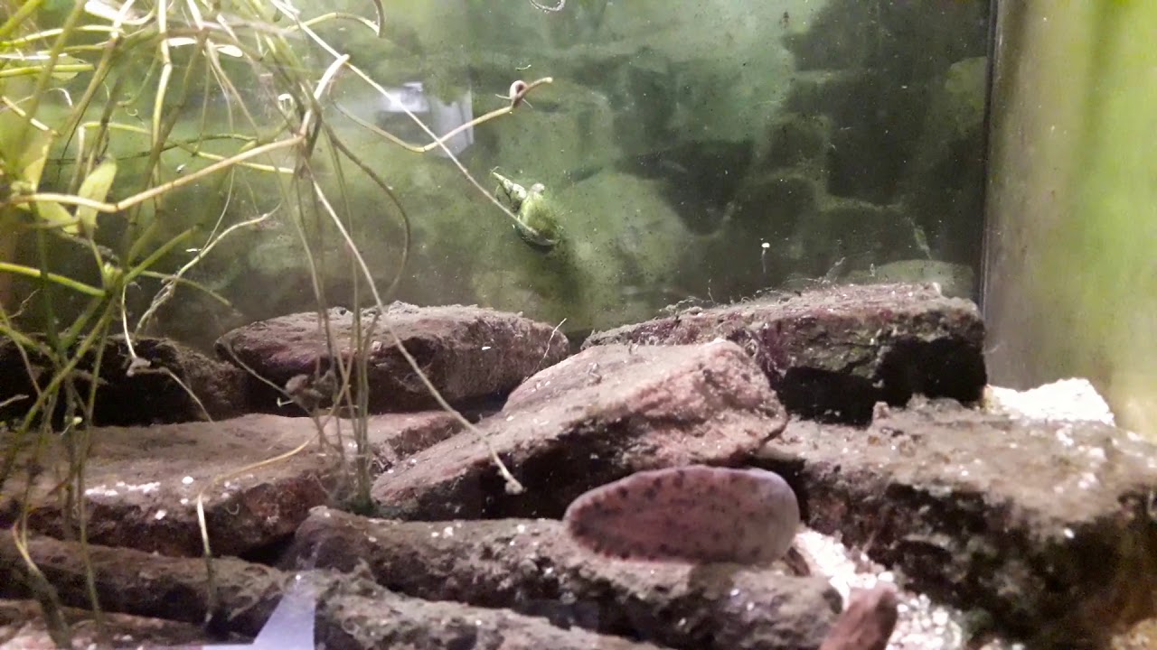 Necturus beyeri - YouTube