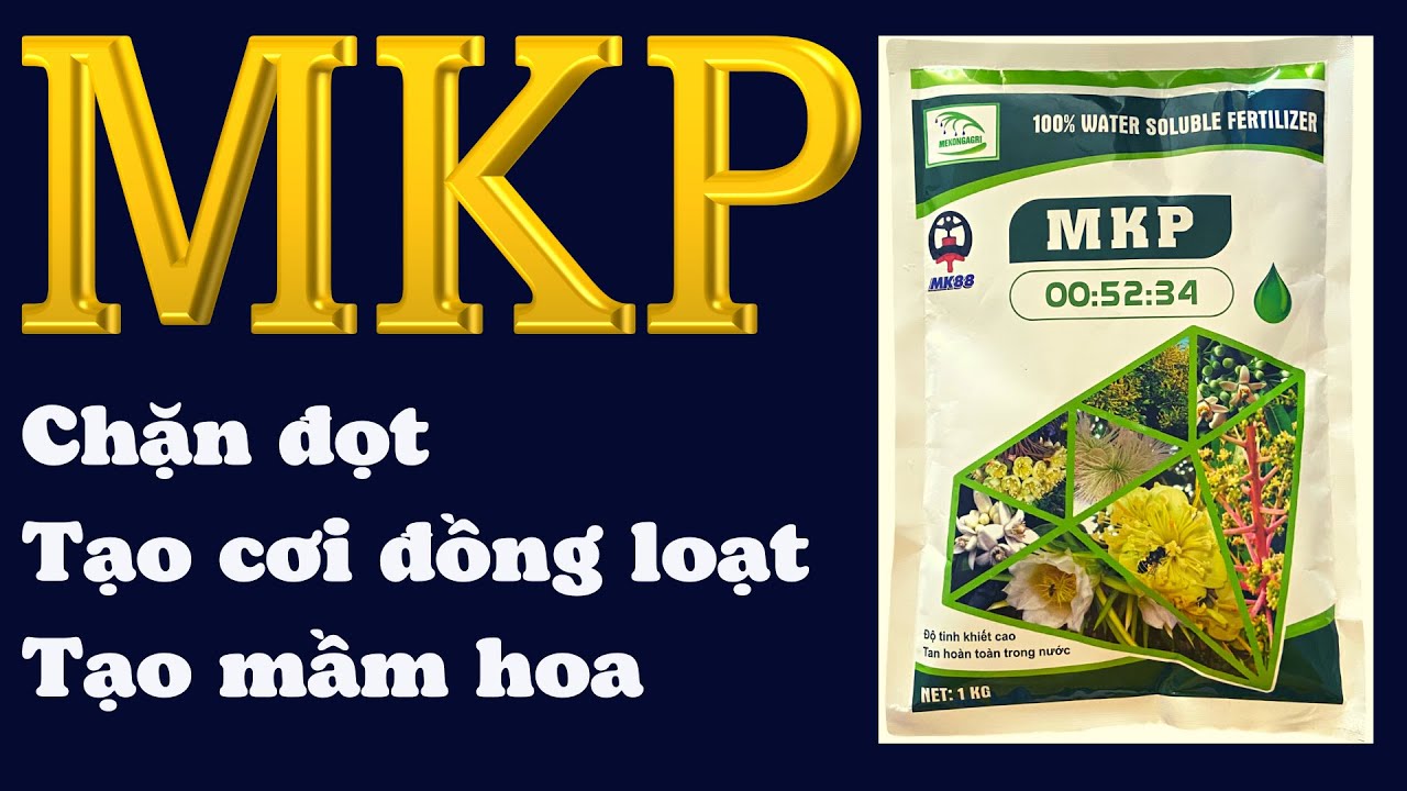 MKP là gì? | MKP chặn đọt, tạo mầm & tạo cơi đồng loạt | MKP xài cho ...
