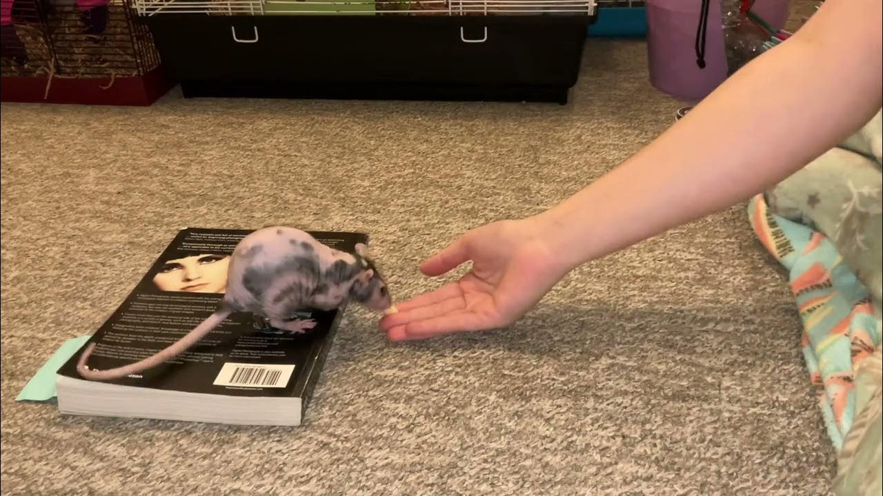 My smart pet rat Raisin is learning to backup on cue! - YouTube