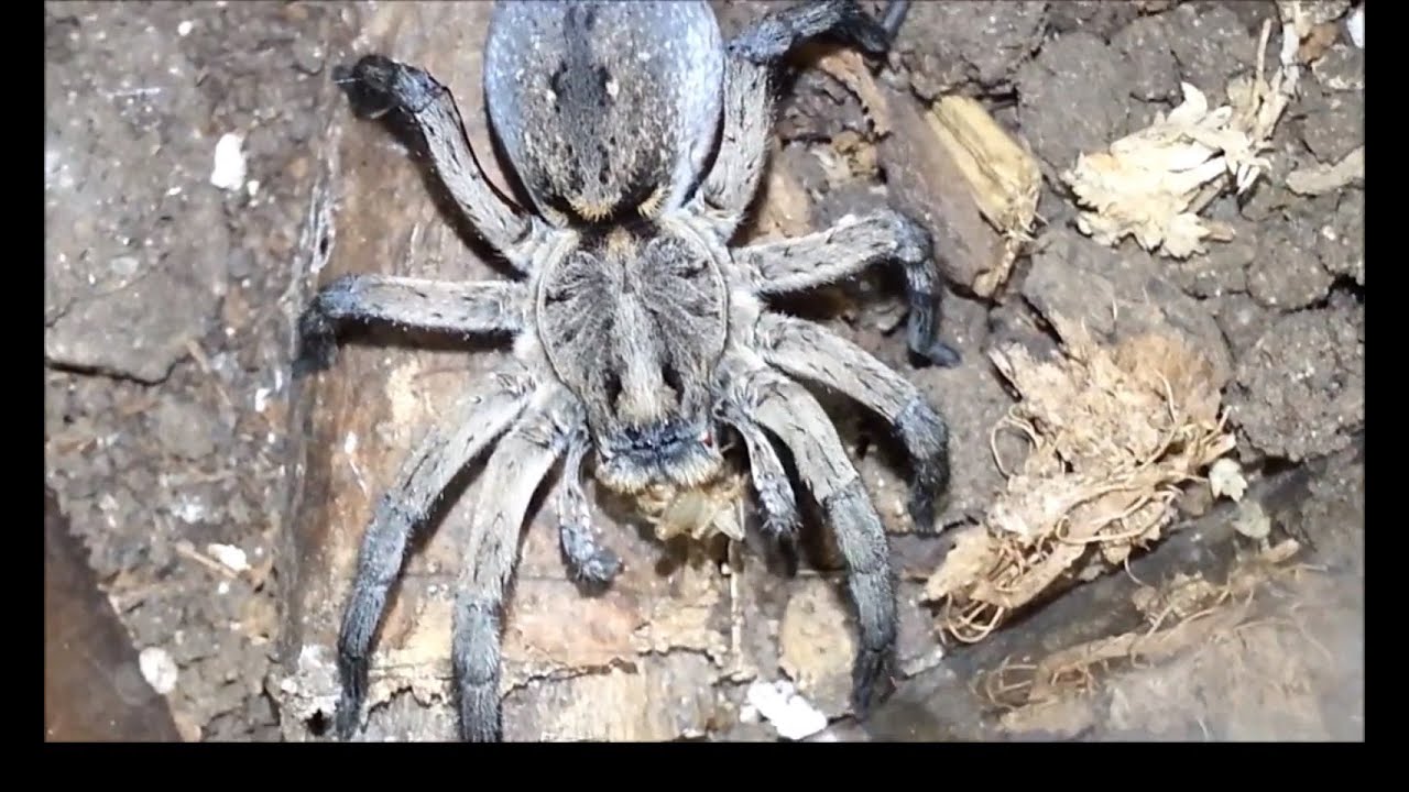 Slow Motion Wolf Spider Attacks - YouTube
