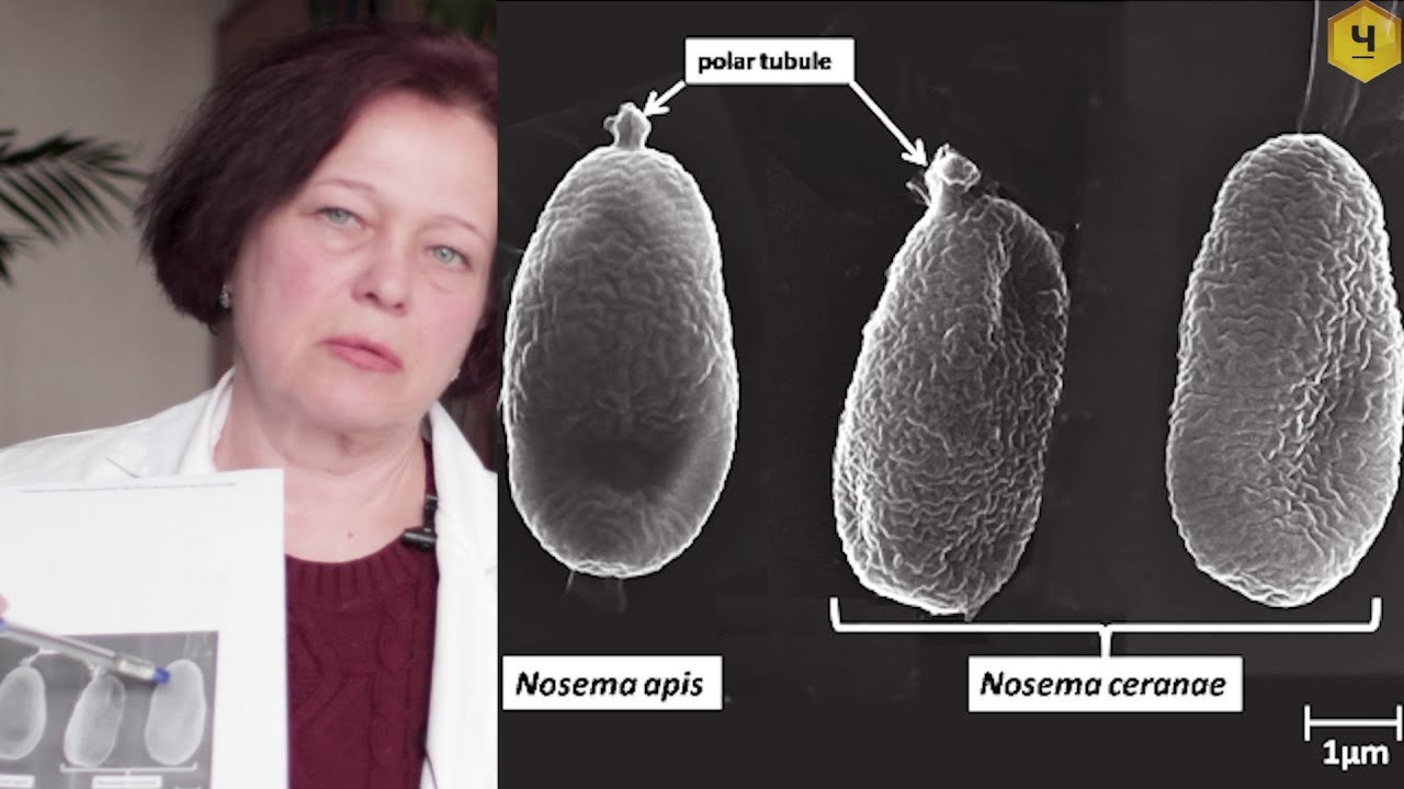 Nosema ceranae - YouTube
