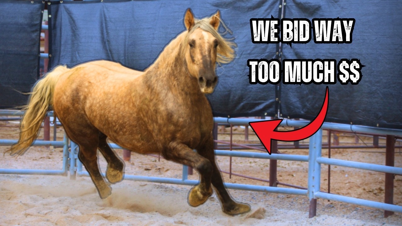 Our First Wild Horse Auction – Did We Win Our Dream Mustang? - YouTube