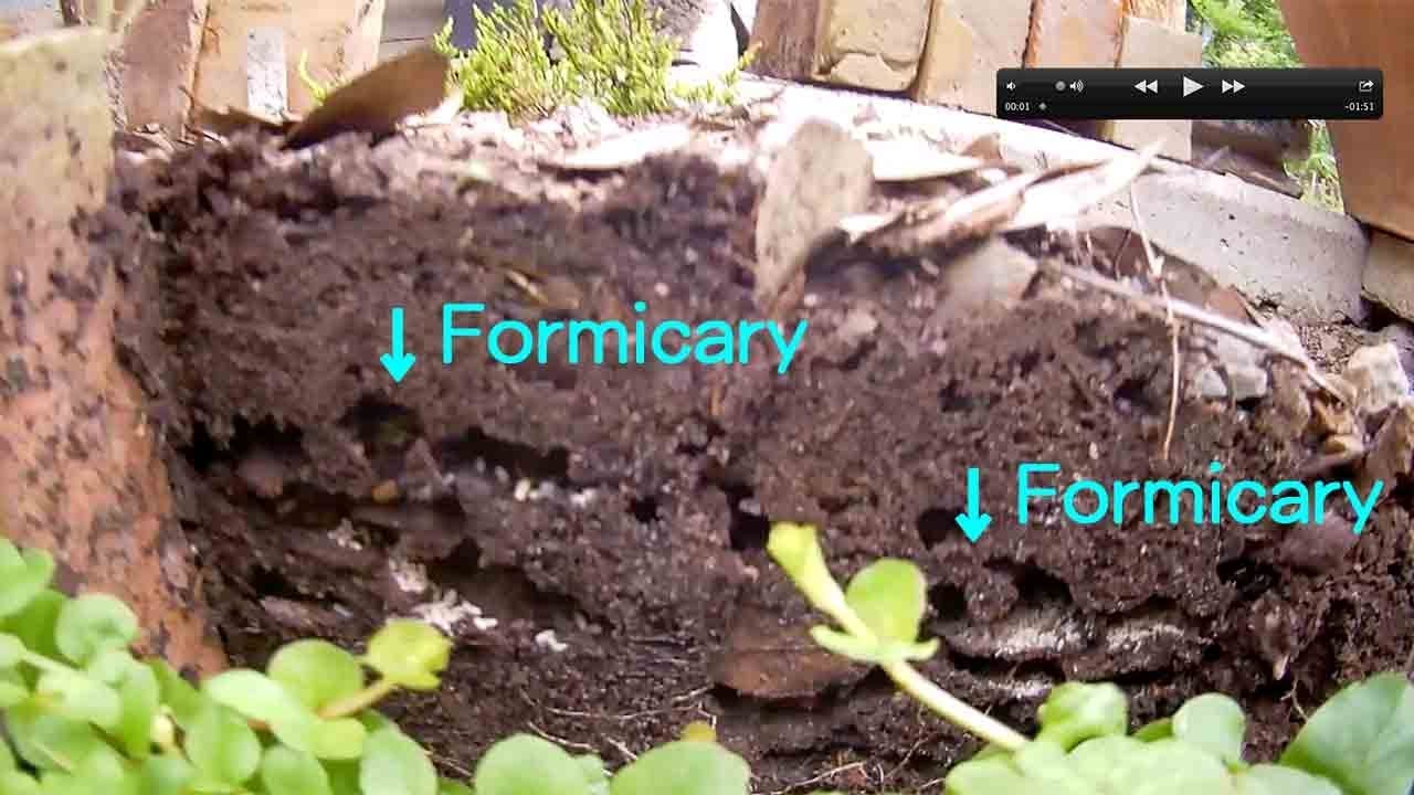 Formicary ♡ Ant Nest - YouTube