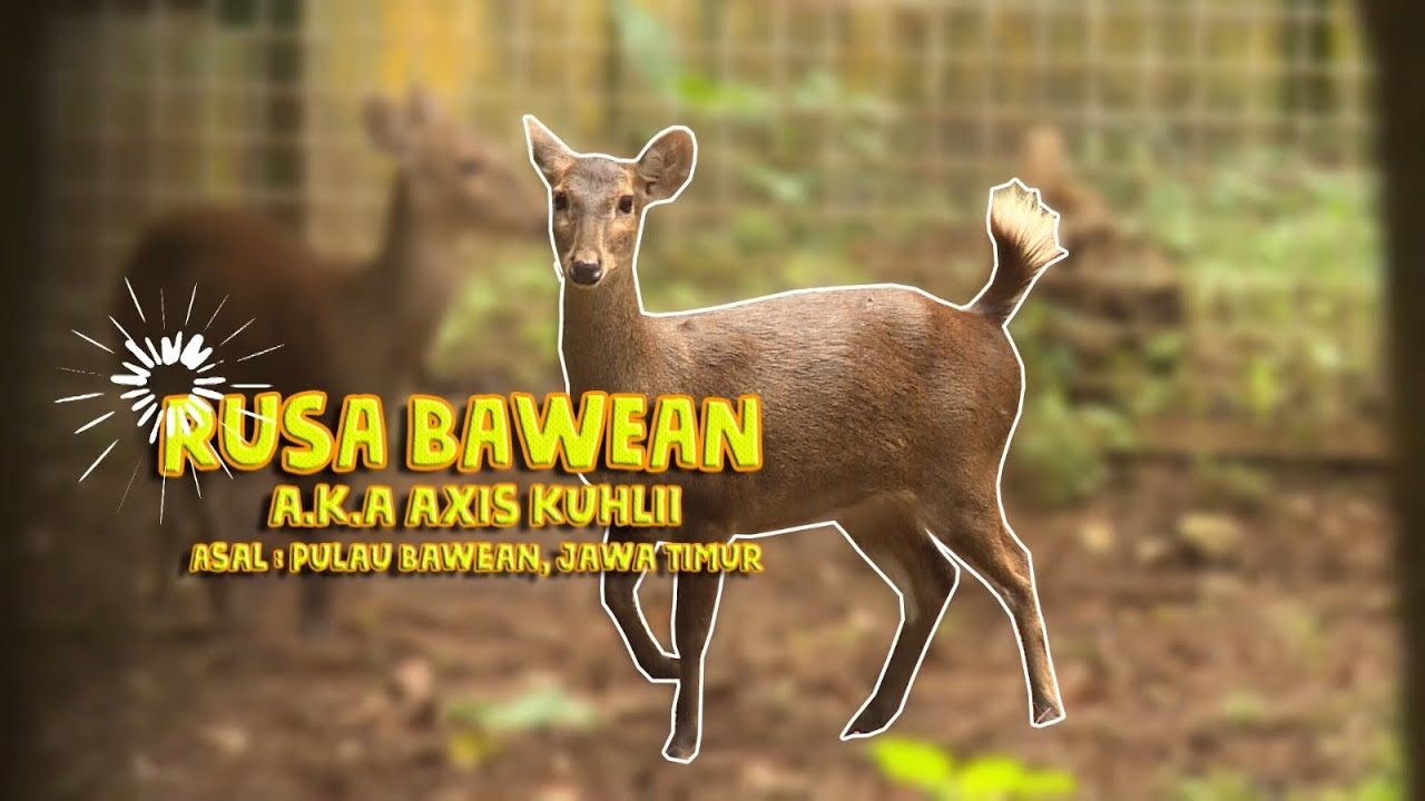Bisa Bawa Rusa Kerumah di Penangkaran Rusa Bogor - IPOP - YouTube