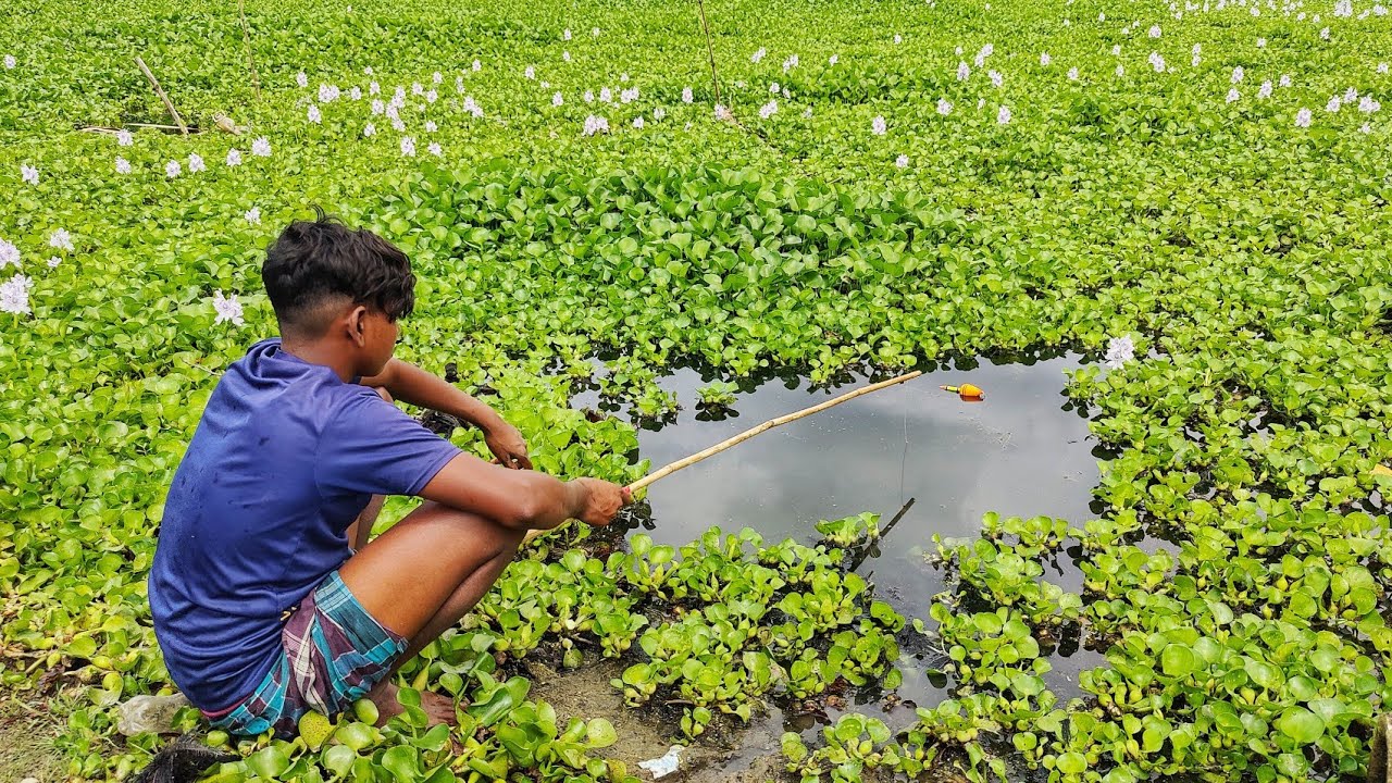 fishing video | asian traditional little boy hunting/catching fish by ...
