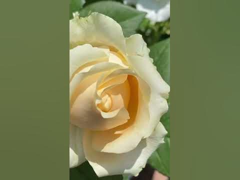 Пич Аваланж - YouTube