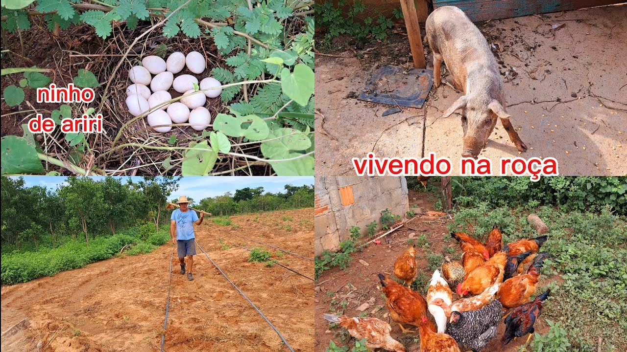 É trabalhoso é suado mas é prazeroso viver na roça - YouTube