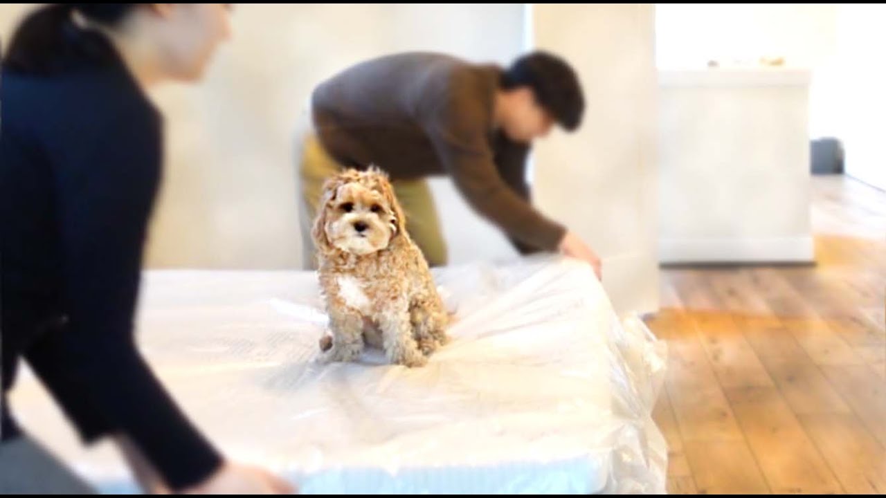 Moving is Tough When My Dog is Too Cute! - YouTube