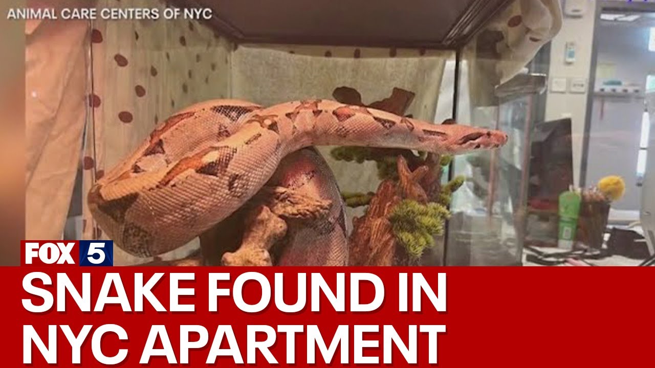 5-foot-long boa constructor found inside Upper West Side apartment ...