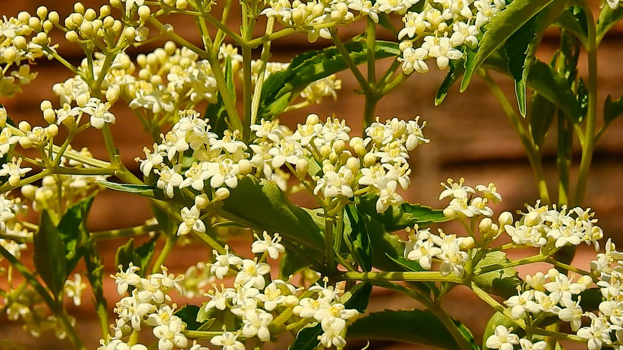 SABUGUEIRO FLORIDO (SAMBUCUS NIGRA), PARA FAZER MUDAS CLICAR NO LINK ...