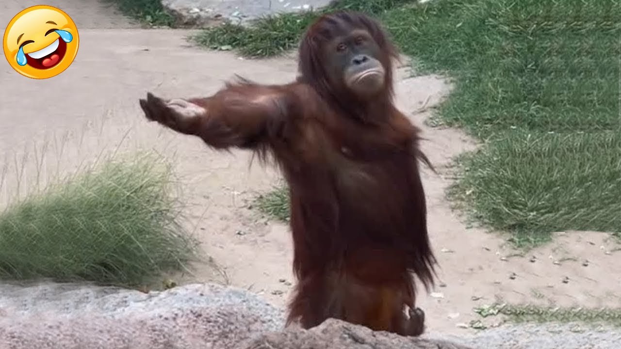You Won’t Stop Laughing at The Best Of Funny Monkeys and animals 🐒🤣 ...