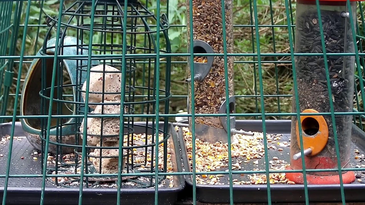 More Live Nature Live Stream - YouTube