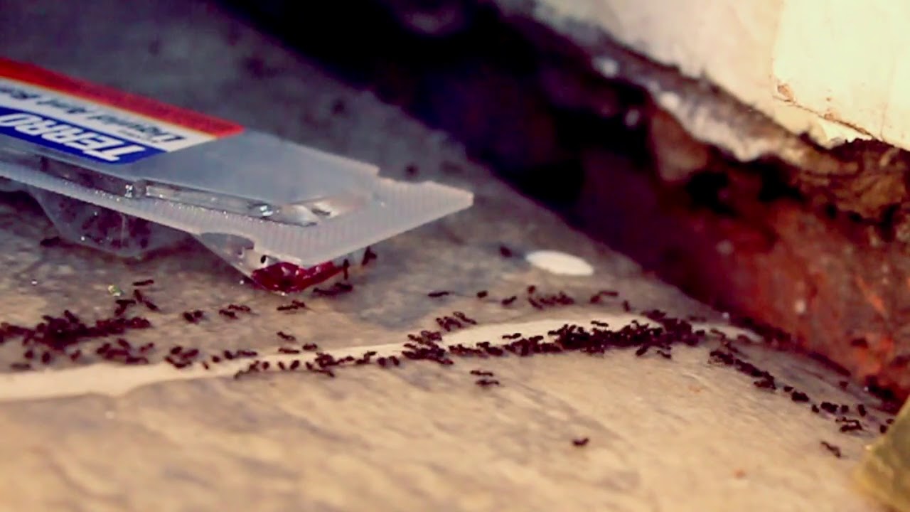 Stop Motion Ants - Canon 70D - - YouTube