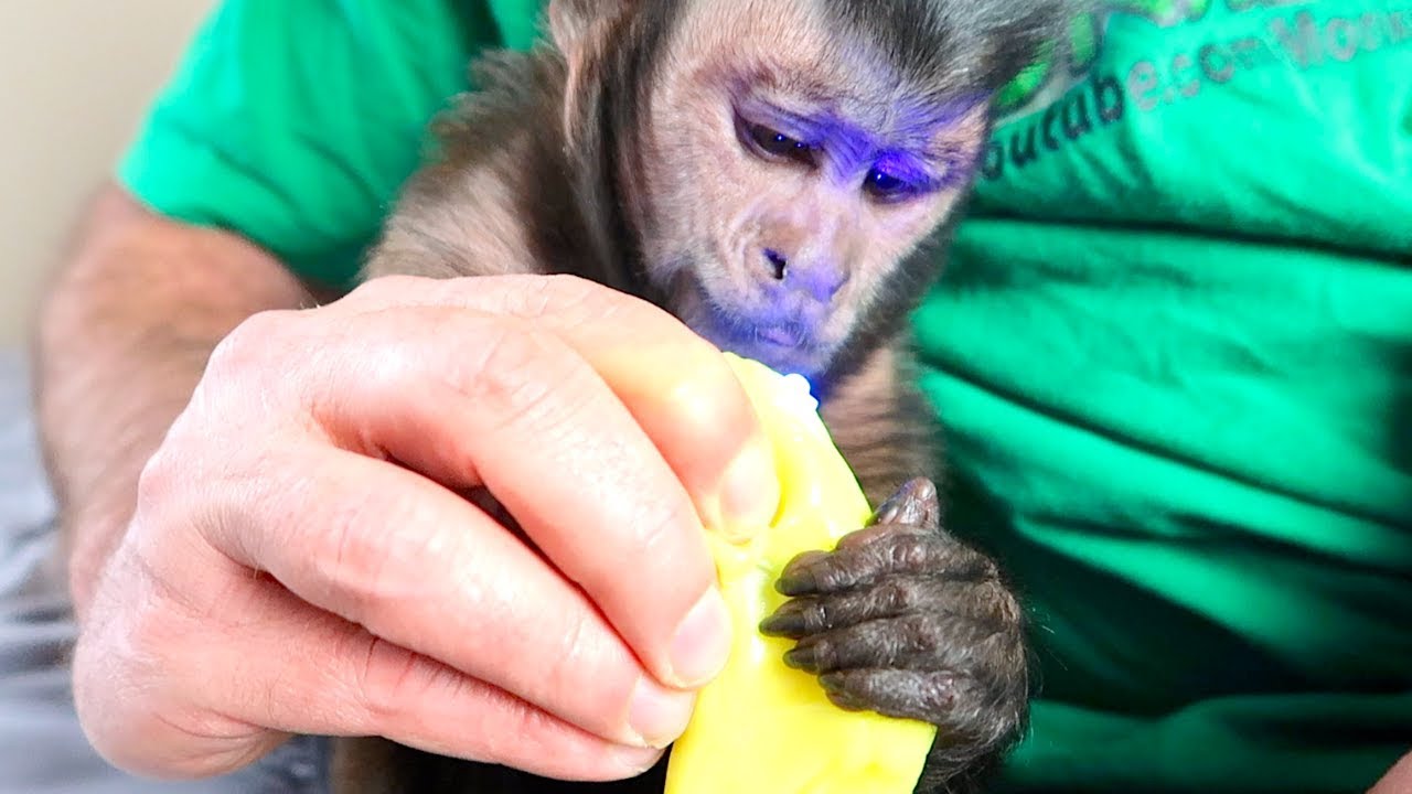 Monkey Reacts & Plays With Laser Putty! - YouTube