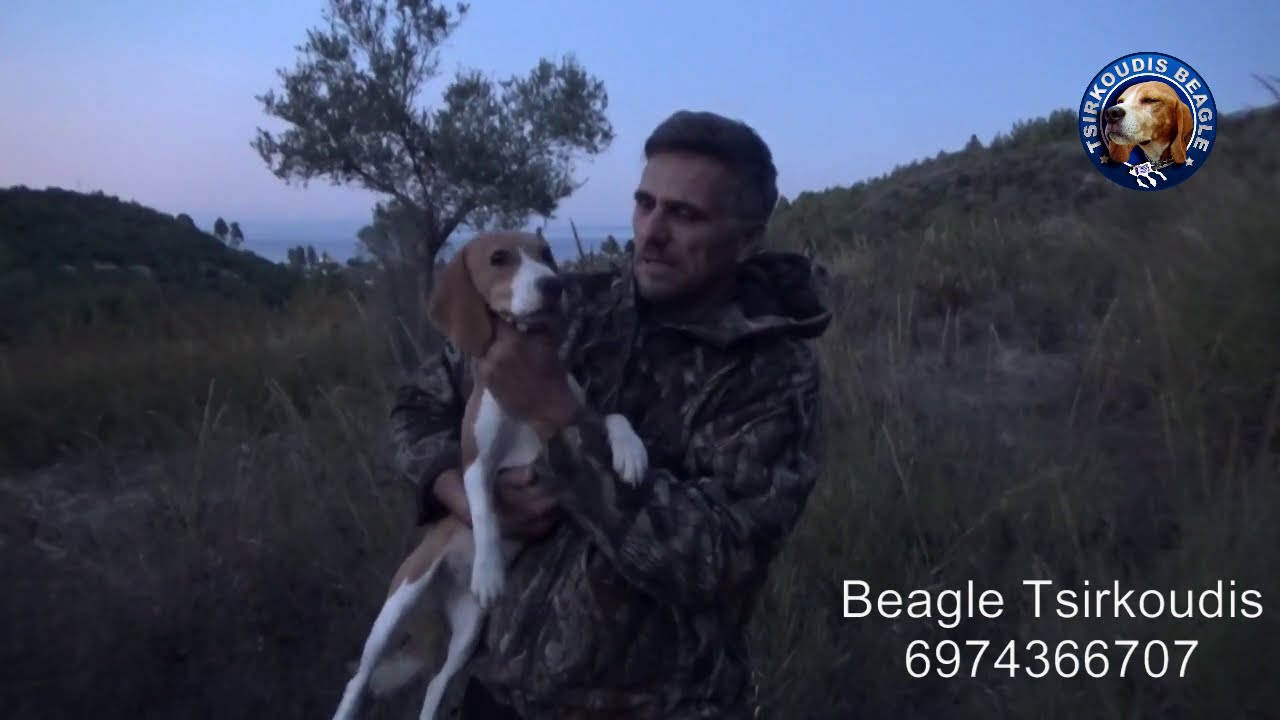 Beagle Tsirkoudis κουταβια 4-6 μηνων - YouTube