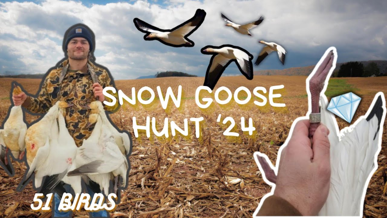 SNOW GOOSE HUNT IDAHO- 51 BIRDS! - ( Plus a band! 💍) - YouTube